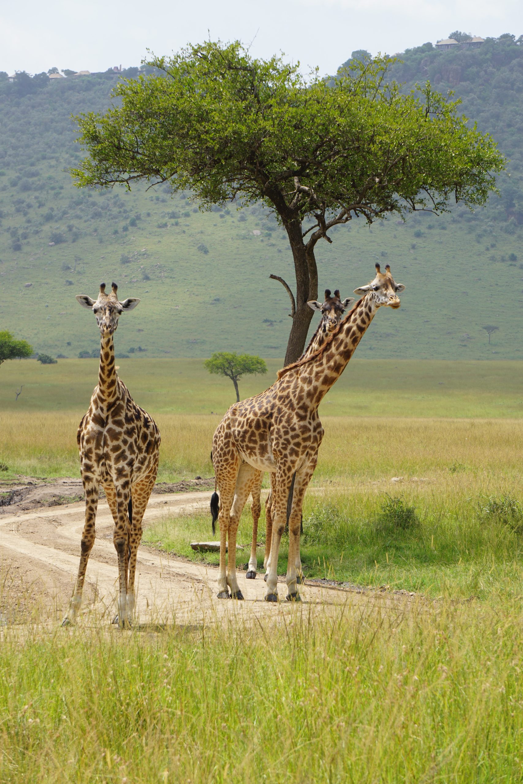 Anatomy of Giraffes - Truegazette